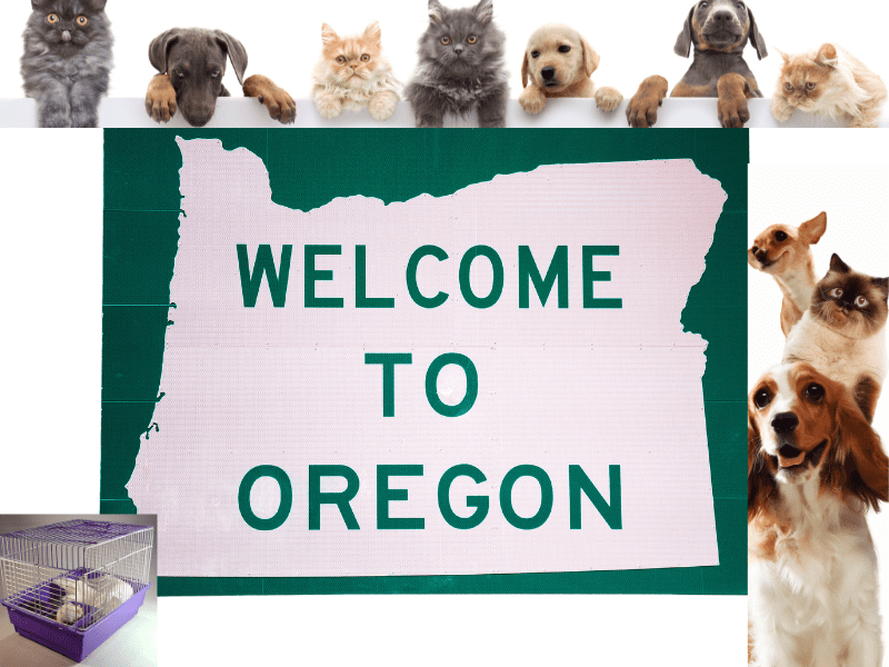 Vision Pet Care - Providing Pet Services in Lincoln County, Oregon
