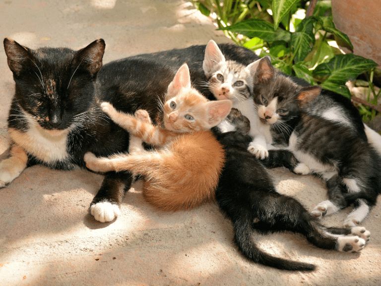 Discover 18 Surprising Cat Facts That You Might Not Be Aware Of