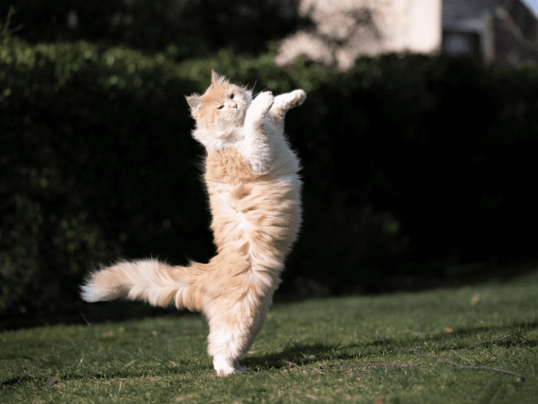 Cat Agility Training: Unleash Your Cat's Inner Champion